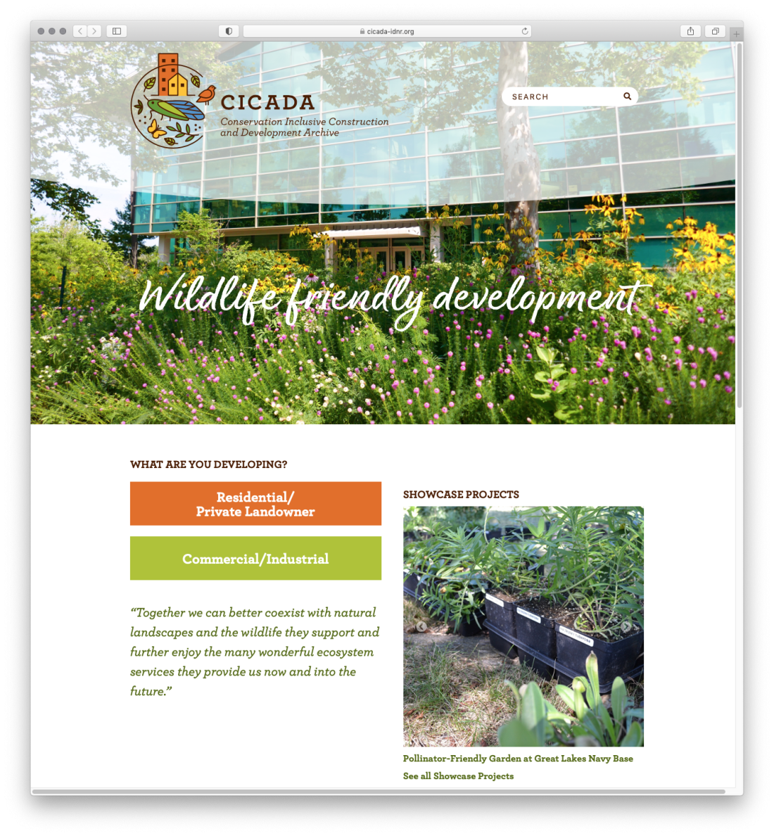 CICADA Website | Studio 2D